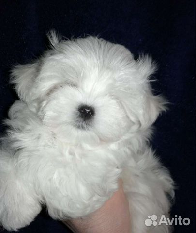 Мальчишки мальтезики