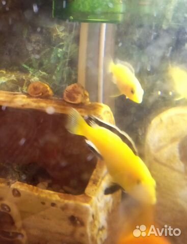 Самец и самка Елоу