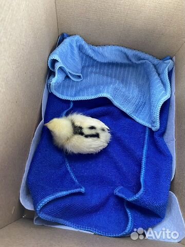 Отдам цыплёнка