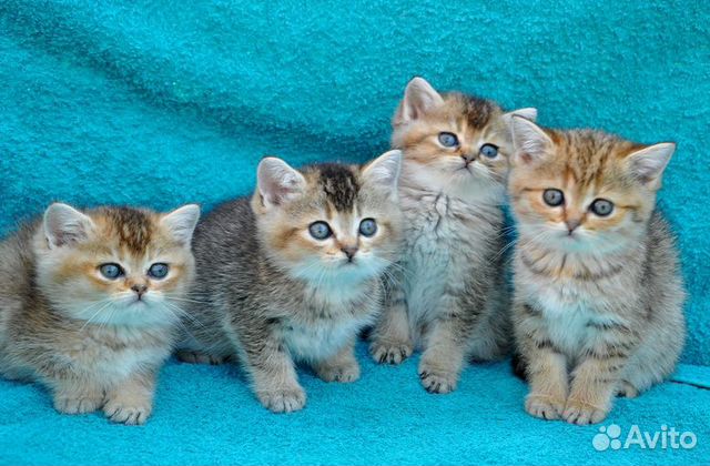 Шотландские кошечки