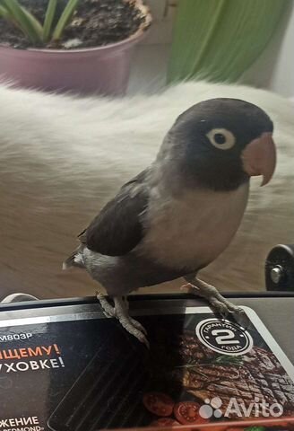 Попугай неразлучник