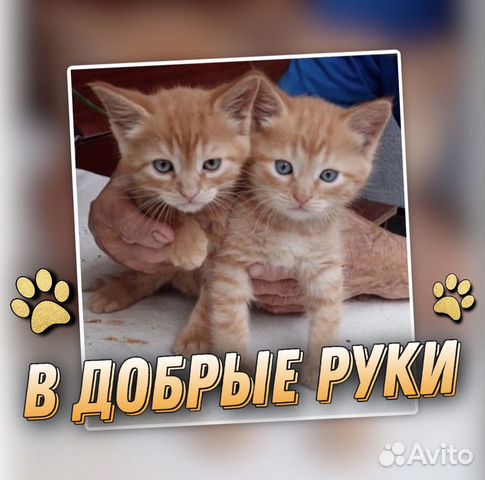 Два солнышка в добрые руки