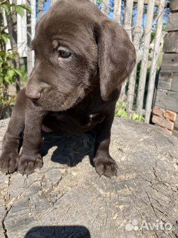 Щенки помесь Дратхаар И Курцхаар