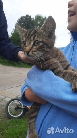 Котенок ласковый мурчит