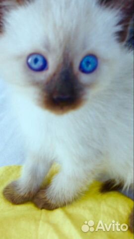 Тайский красавчик