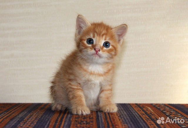 Отдам в самые добрые ручки очаровательного котика
