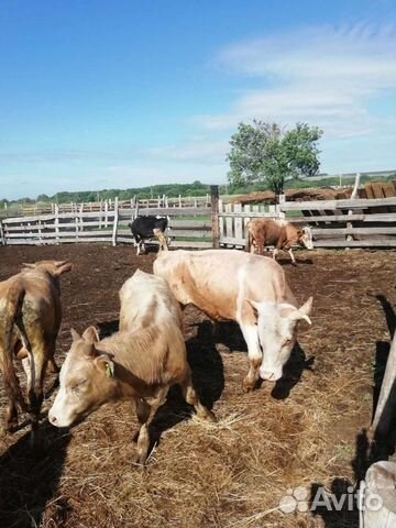 Бычки на откорм