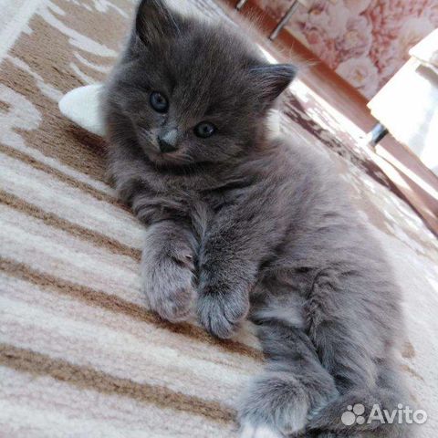 Котята Нибелунги