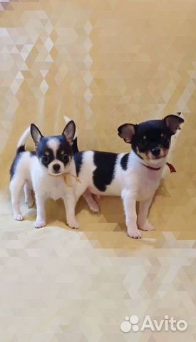 Маленькие чишки