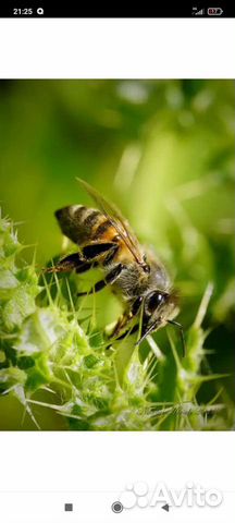 Пчелы и улья