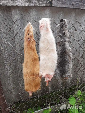 Шкуры нутрии