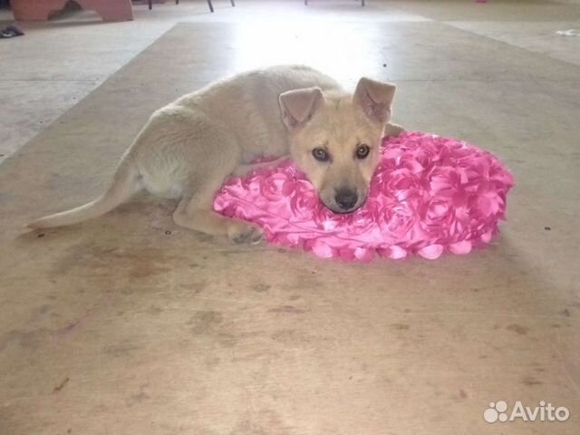 2 Щенка в добрые руки