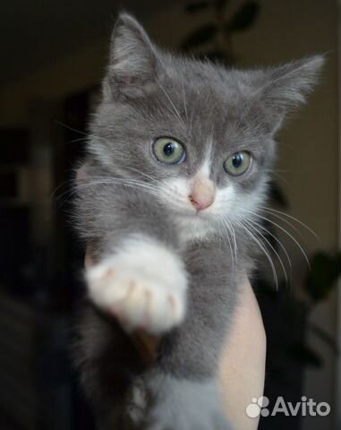Котенок, мальчик, 2,5 месяца ищет заботливых хозяе