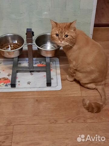 Отдаем котика. Баксик