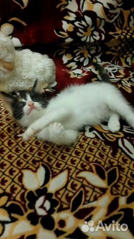 Крутая девочка ищет дом