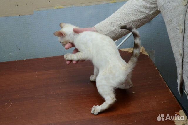 Снежная бенгалочка