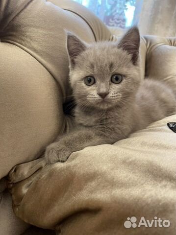 Шотландские вислоухие и прямоухие котята