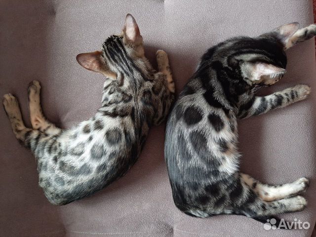 Бенгальские котята редких окрасов