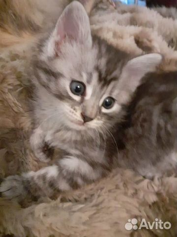 Котенок Тигренок