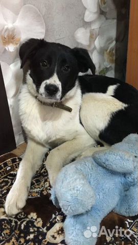 Собака, щенок, стерилизованная девочка, 5 мес. Отл