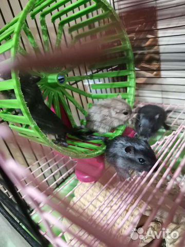 Песчанка монгольская