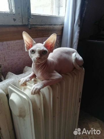 Кошка канадский сфинкс