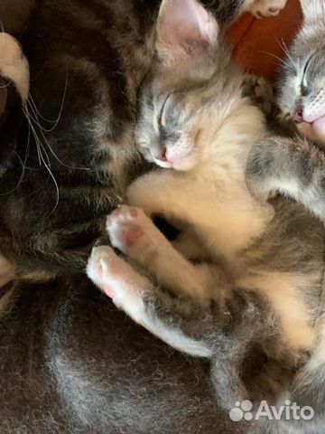 Котята донской сфинкс