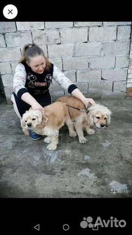 Предлагается мальчик американского кокер спаниэля