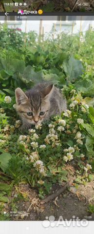 Очаровательные кошечки в добрые руки
