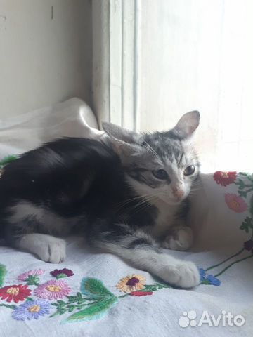 Котенок