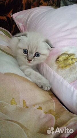 Котенок (мальчик)