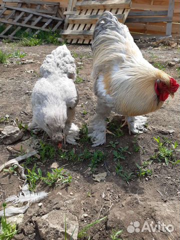 Куры брама Изабель, Колумбийские, Палевые