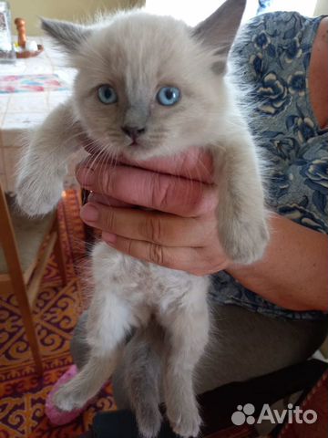 Котята бесплатно в дар