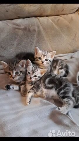 Скоттиш страйты