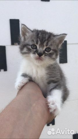 Котенок мальчик