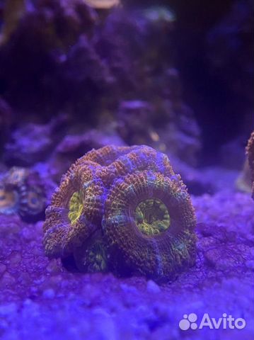 Рыба и кораллы в морской аквариум