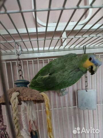 Попугай амазон Винисуэльский