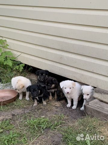 Щенки
