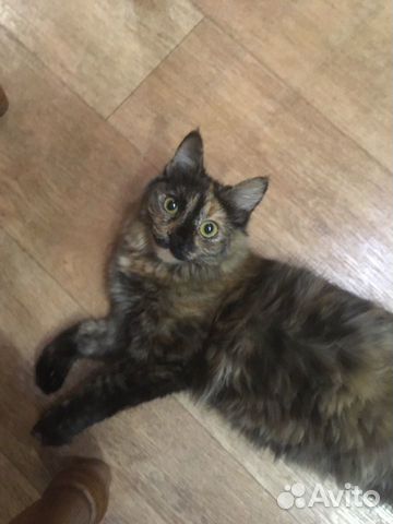 Отдадим ласковую кошечку в семью