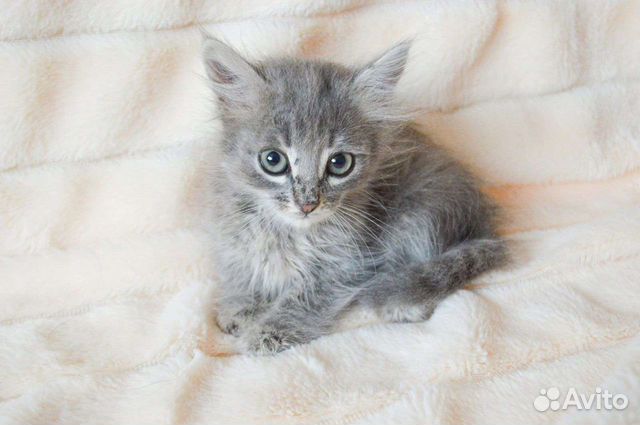 Котенок в дар