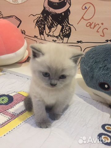 Элитные котята шотландская короткошёрстная