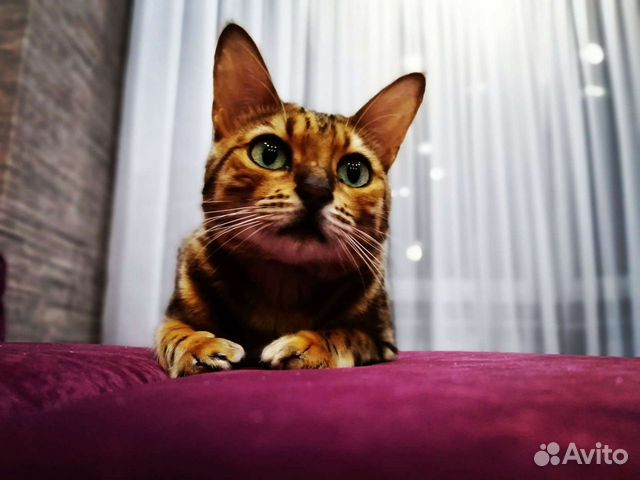 Бенгальская кошка бесплатно