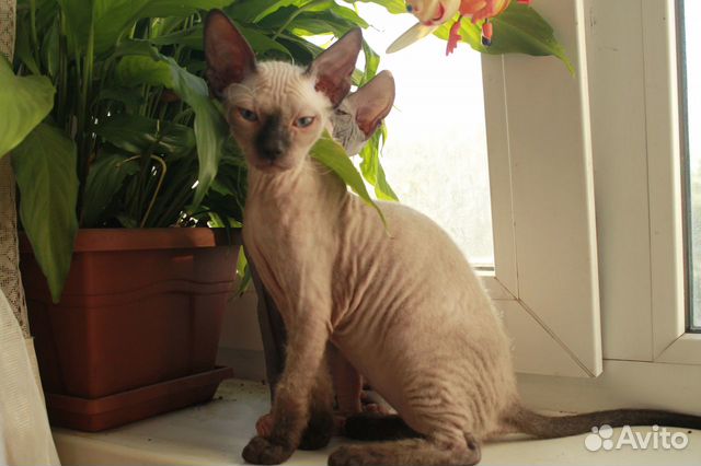 Котята Донского Сфинкса