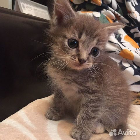Котята