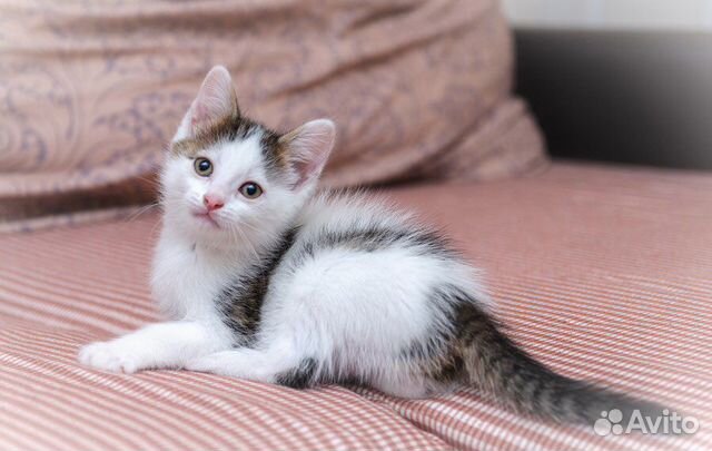 Очень трогательная котодевочка ищет дом