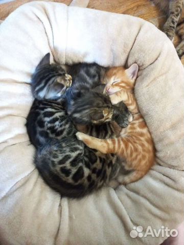 Бенгальские котята