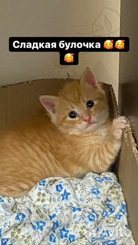 Денежный рыжий кот