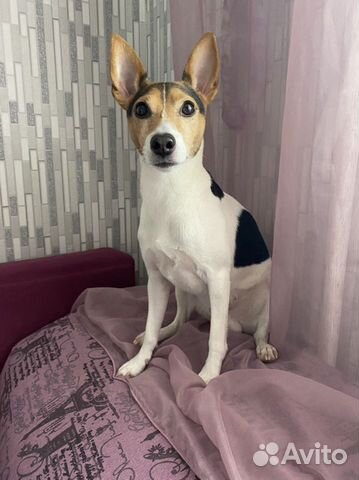 Амертой вязка