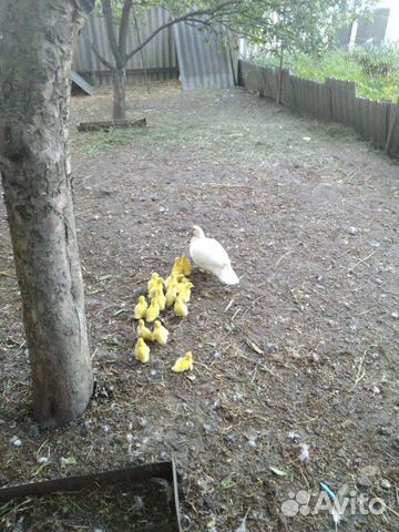 Мама утка с утятами