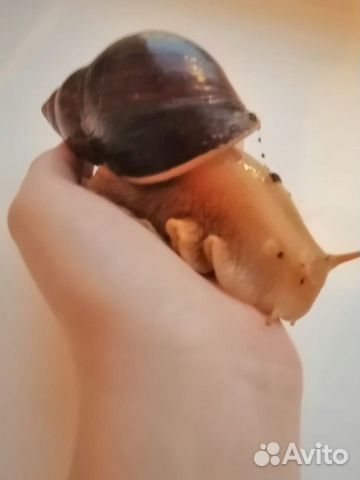 Улитка Ахатина с террариумом